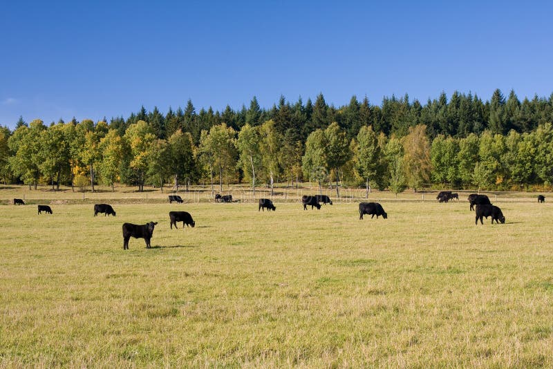 Grazing cows stock image. Image of autumn, black, nature - 6731399