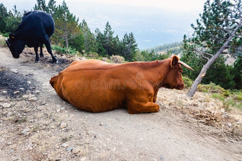Grazing Cows in Freedom Roaming the Mountains Stock Photo - Image of ...