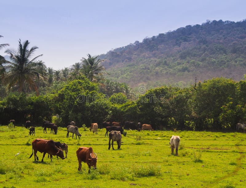 Grazing Cows in Goa, India stock image. Image of asian - 95307347