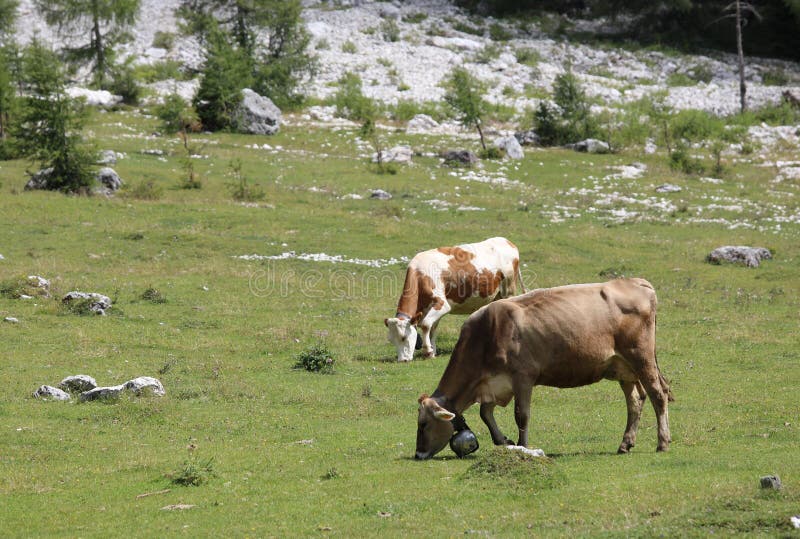 Grazing Cows Graze the Mountain Grass Free To Graze in the Every Stock ...