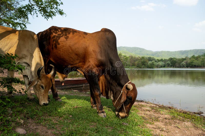 Grazing Cows Industry, Raising Beef Cattle of Thai Farmers Stock Image ...