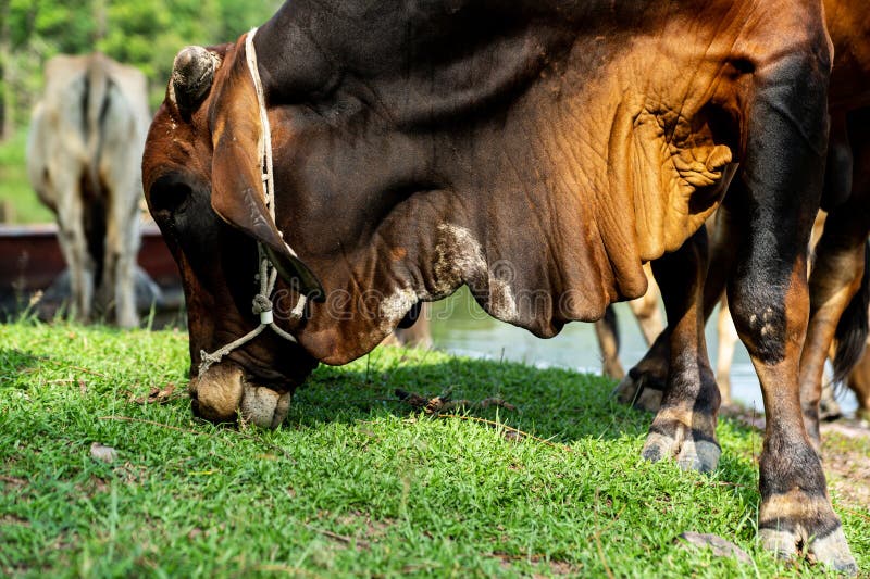 Grazing Cows Industry, Raising Beef Cattle of Thai Farmers Stock Image ...