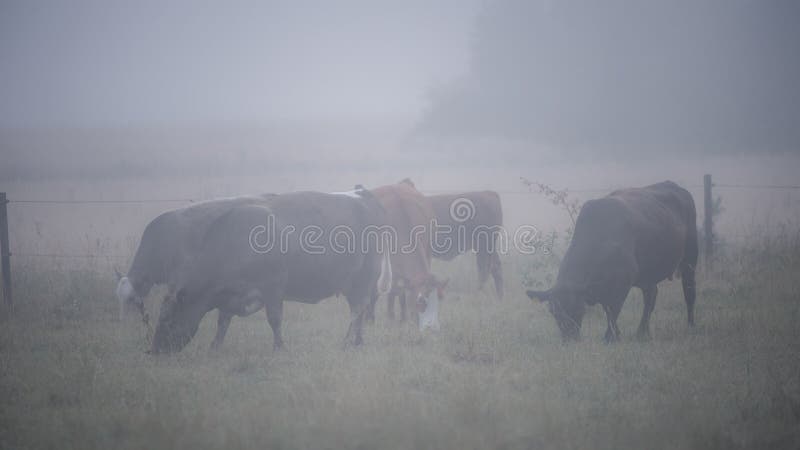 Grazing cows in the mist stock image. Image of foggy - 122804671