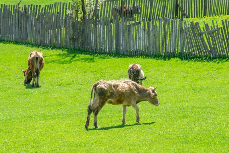 Grazing Cows on a Mountain Green Pasture Stock Photo - Image of green ...