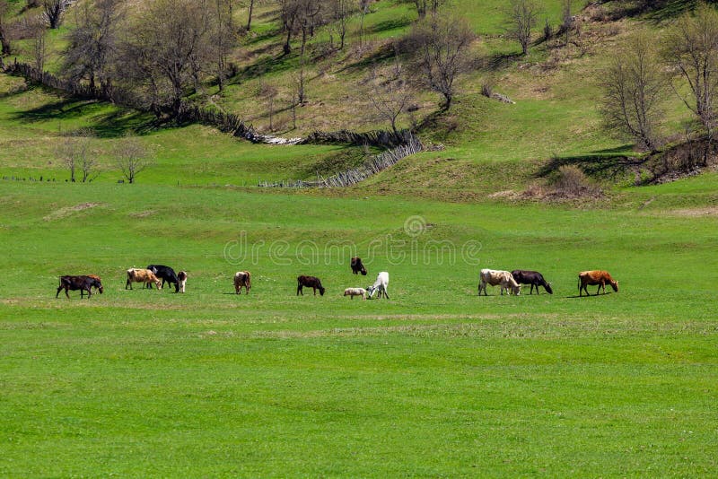 Grazing Cows on a Mountain Green Pasture Stock Photo - Image of green ...