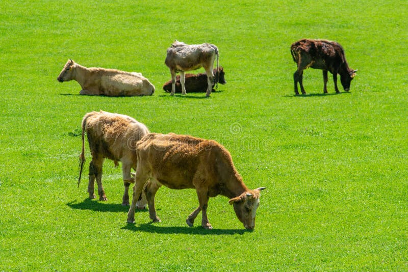 Grazing Cows on a Mountain Green Pasture Stock Image - Image of copy ...