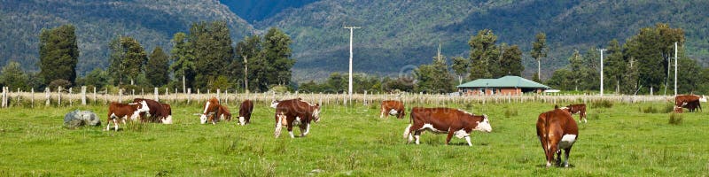 Grazing cows stock image. Image of grassland, landscape - 5822575
