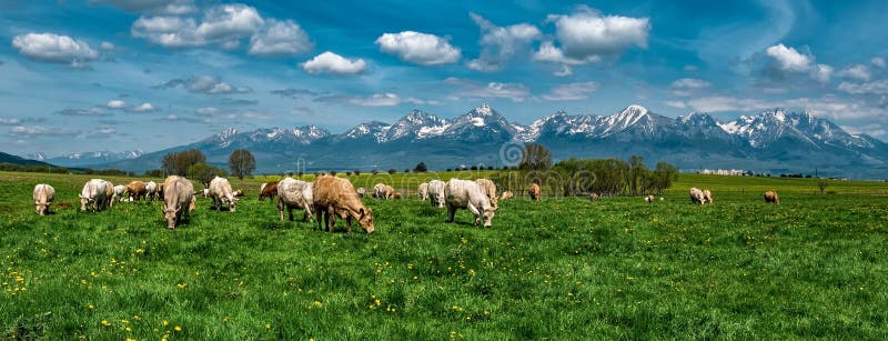 Grazing cows stock image. Image of herd, hiking, animal - 92719347