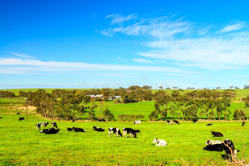 Grazing Cows in Rural South Australia Stock Image - Image of outdoors ...