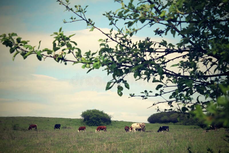 Grazing cows. stock photo. Image of farmland, burger - 91621206