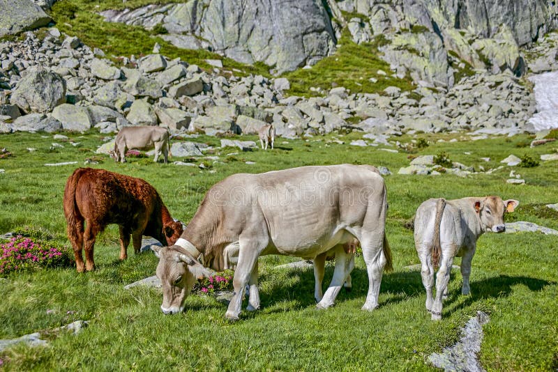 Grazing Cows in the Pyrenees Stock Photo - Image of horn, landscape ...