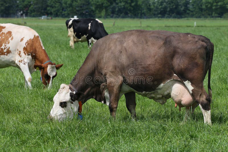 Dairy Cows Grazing on a Pasture Stock Image - Image of mammal, farm ...