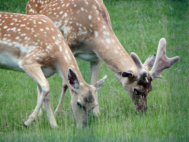 Grazing Deer daniel, stock image. Image of antler, nature - 93121307