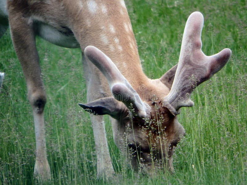 Grazing Deer daniel, stock photo. Image of nature, woods - 93121330