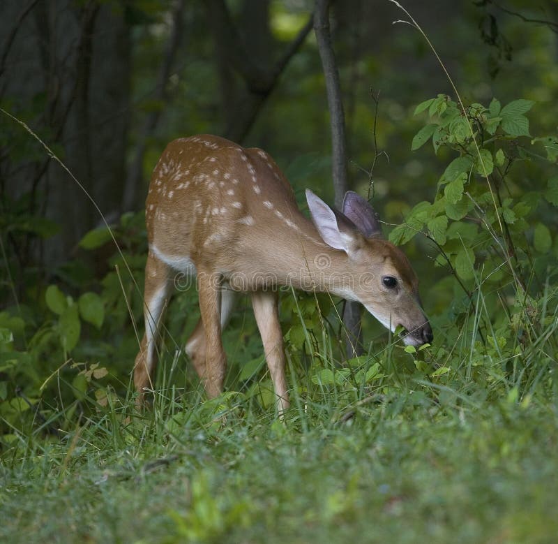 Grazing deer fawn stock image. Image of animal, whitetail - 16428673