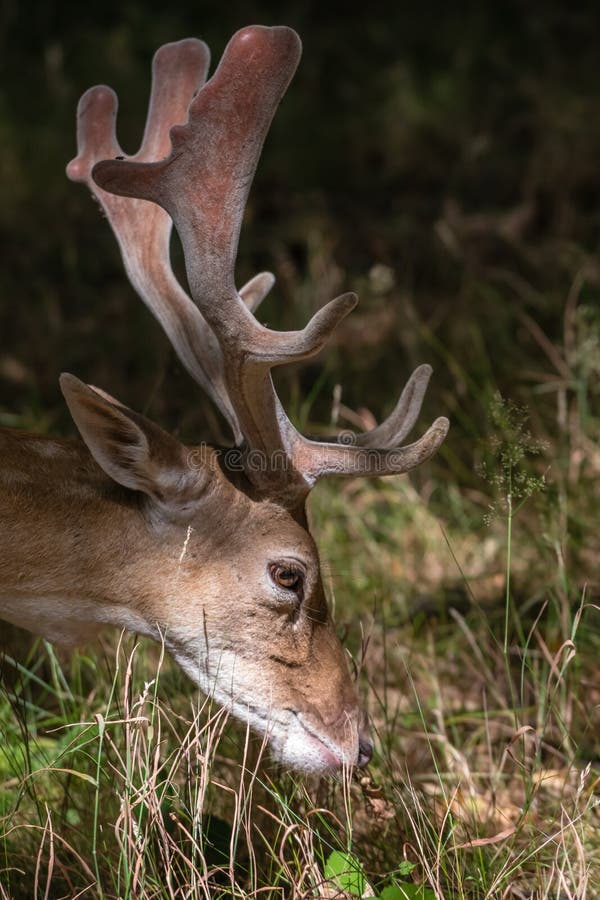 Grazing Deer in a Forest in Summer Stock Photo - Image of garden ...