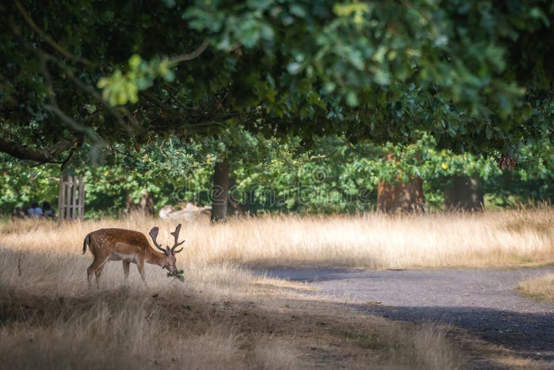 Grazing Deer in a Forest in Summer Stock Photo - Image of horn, mammal ...