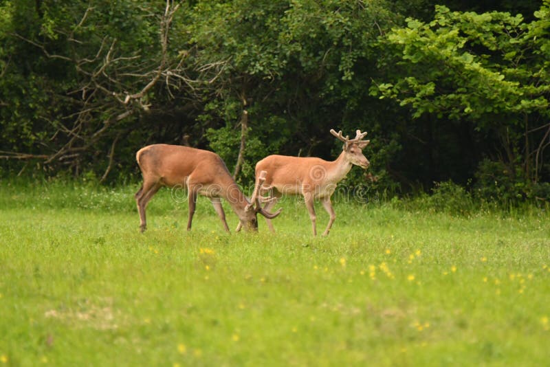 Stag or Hart, the Male Red Deer Stock Image - Image of wildlife ...