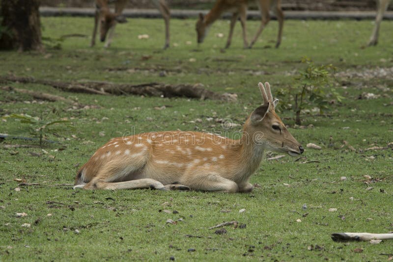 Grazing Deers Stag Hart on the Meadow Stock Image - Image of brown ...