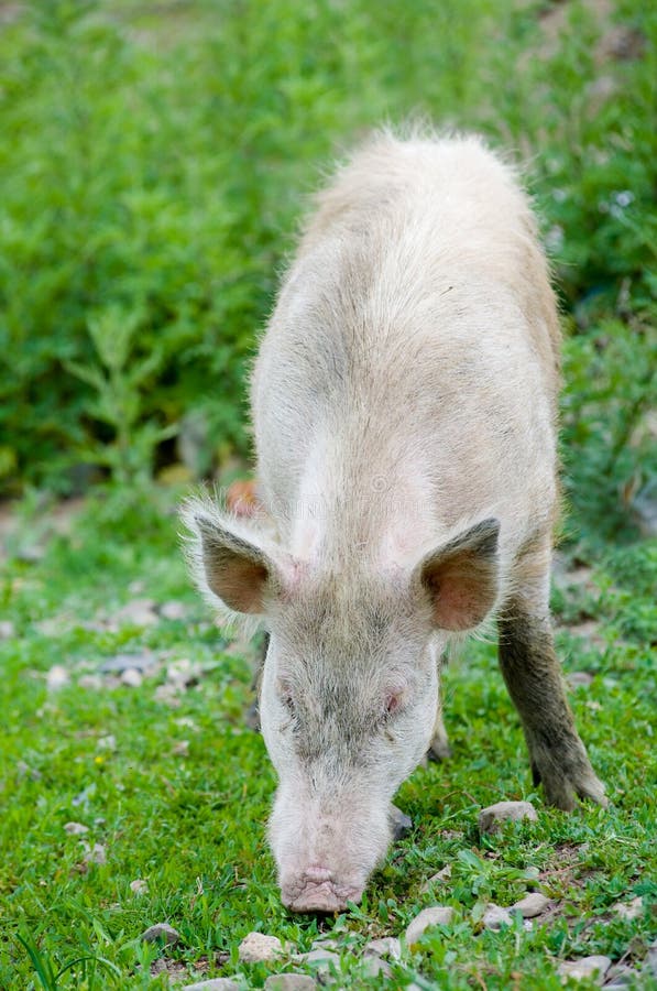 Grazing dirty pig stock photo. Image of agricultural - 10509778