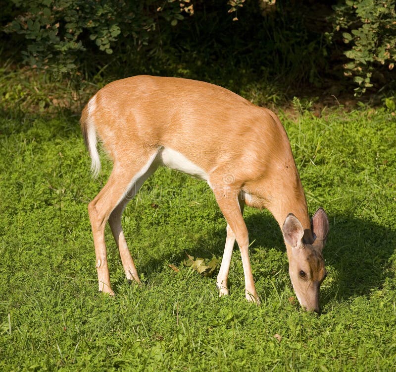 Grazing doe stock photo. Image of green, wildlife, insect - 27247914