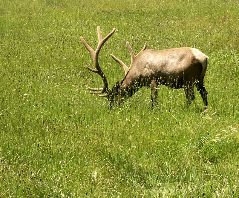Grazing Elk stock image. Image of colorado, rack, brown - 251837