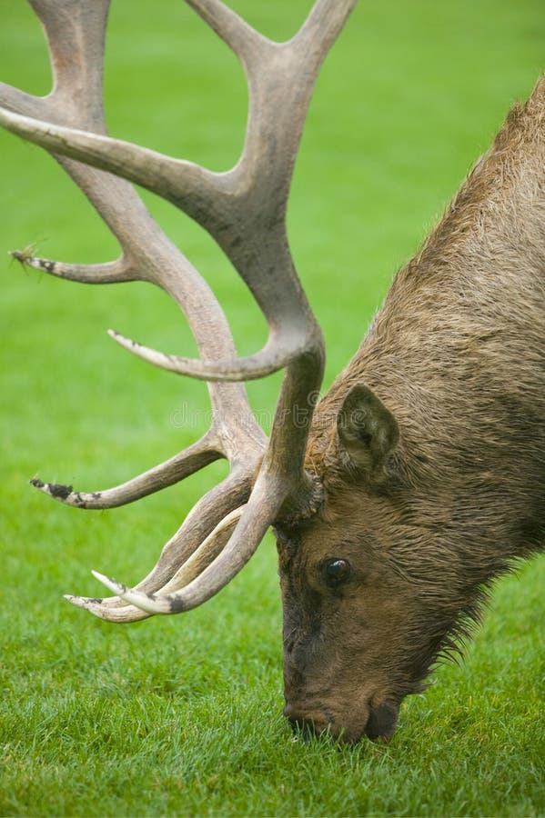 Grazing Elk stock photo. Image of deer, ears, america - 9238590