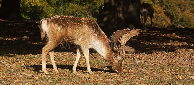 Grazing Fallow buck stock photo. Image of grass, fauna - 67152964