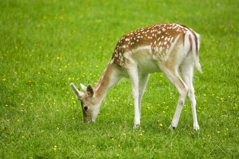 Grazing Fallow Deer Fawn Close-up Stock Image - Image of fallow, nature ...
