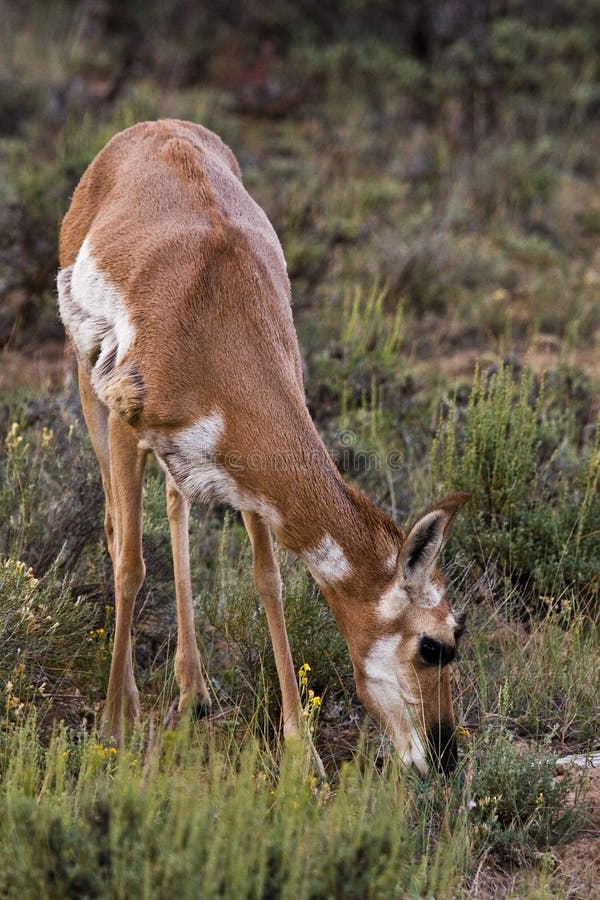 Grazing Female Pronghorn Doe Stock Photo - Image of park, utah: 12109410