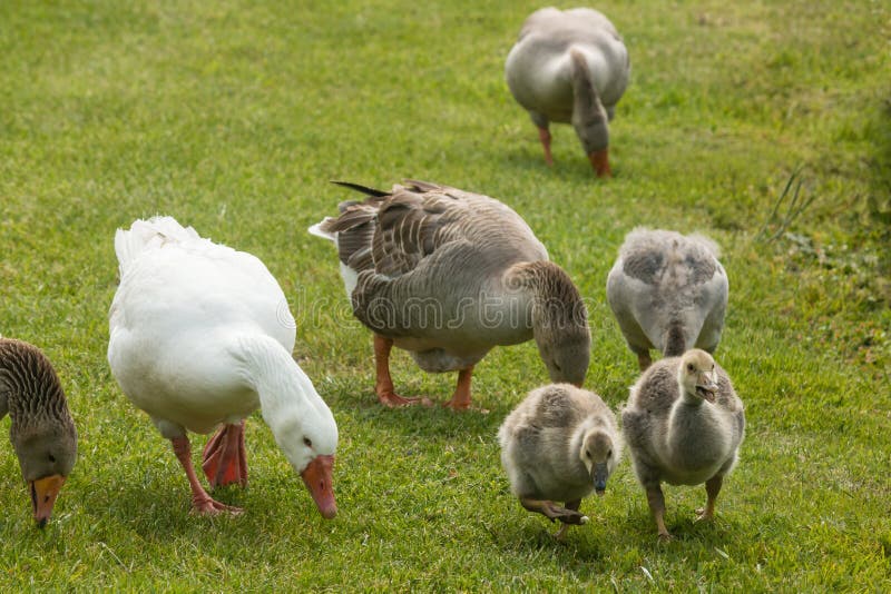 Grazing Geese with Goslings Stock Image - Image of gosling, green: 49848495