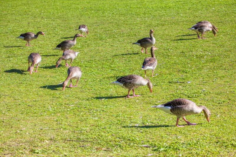 Grazing geese stock image. Image of mallard, green, lake - 153021445