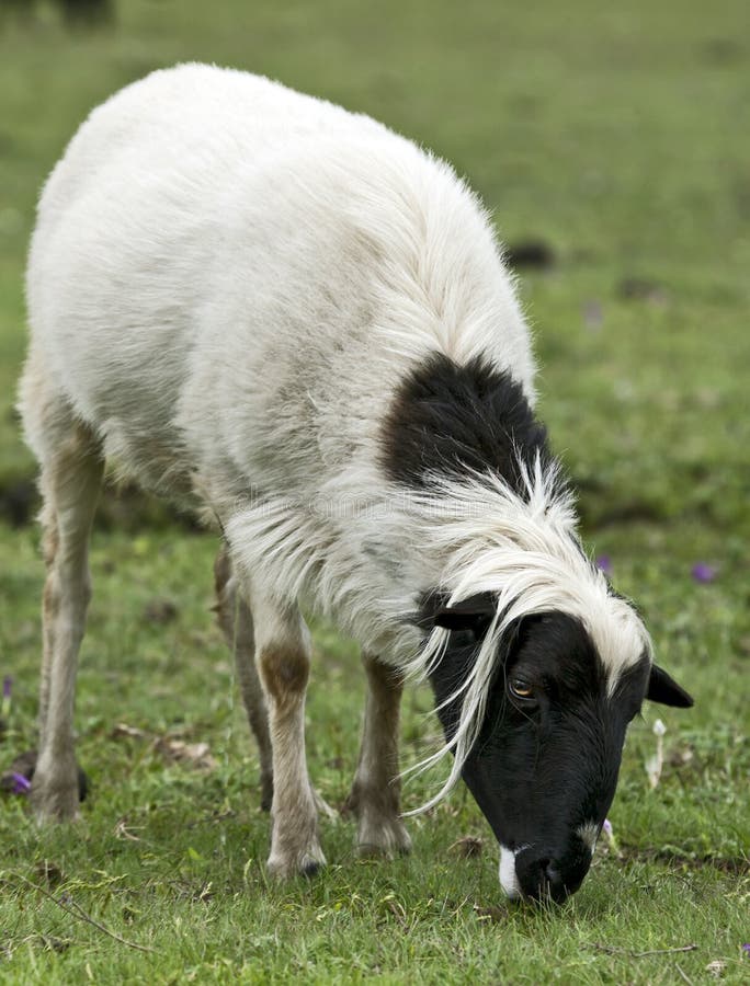Goat with Red Bangs, Kibbutz Stock Photo - Image of cattle, autumn ...