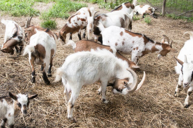 Grazing goats on pasture stock photo. Image of natural - 44557800