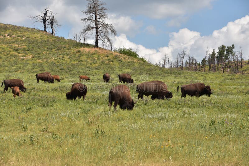 Grazing Herd of North American Bison in a Valley Stock Image - Image of ...