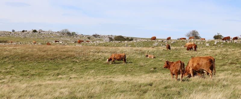 Grazing Hereford Cattle, Hillside Farm in Cumbria Stock Image - Image ...