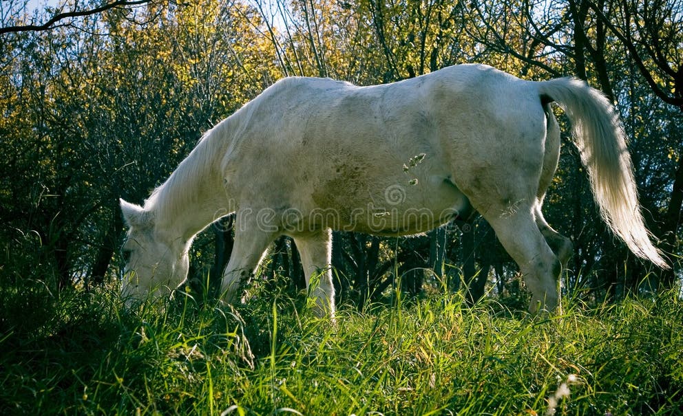 Grazing horse stock image. Image of horse, grazing, profile - 1521977
