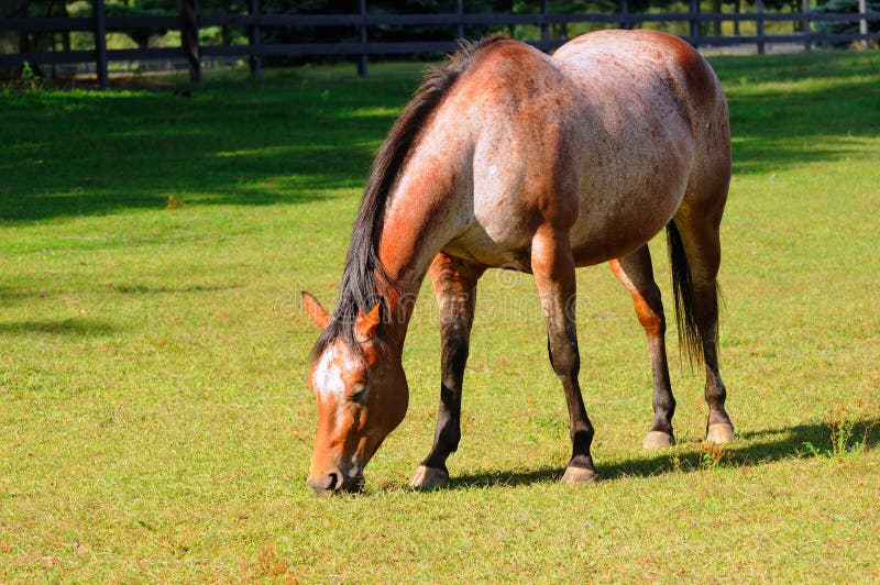 Grazing horse stock image. Image of animal, equine, grass - 21698307