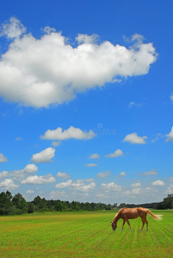 Grazing Horse in Pasture stock photo. Image of outdoor - 3173732
