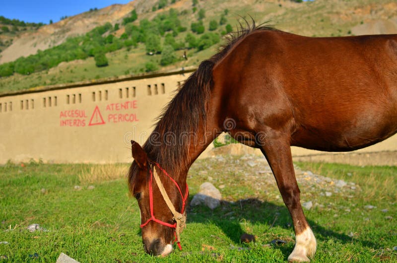 Grazing horse stock photo. Image of close, animals, beautiful - 59824258