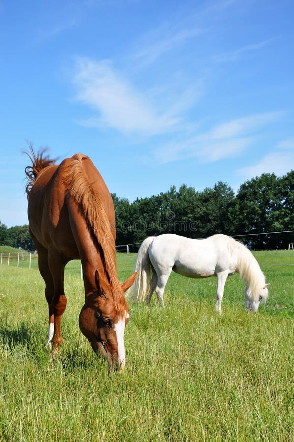 Four horses stock photo. Image of brown, green, spot - 13182254