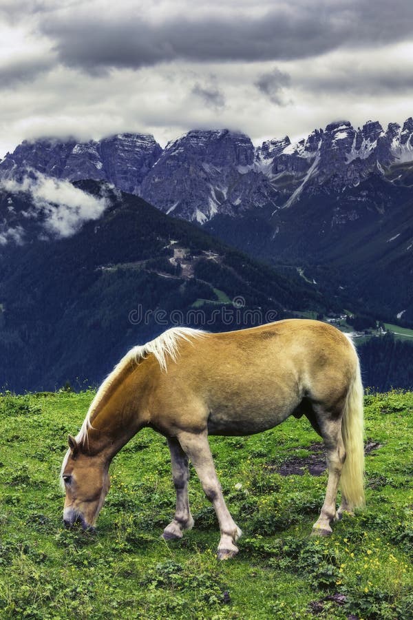 Grazing Horses in Alpine Landscape Stock Image - Image of graze ...