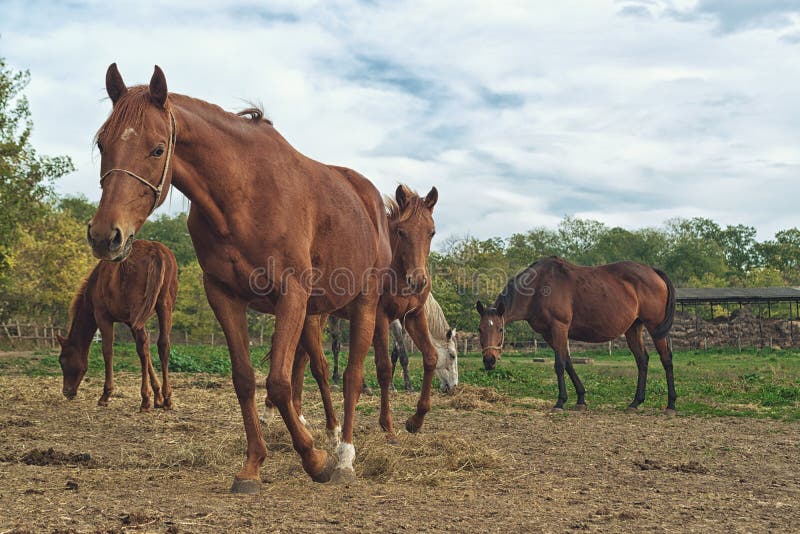 Grazing Horses on the Farm Ranch Stock Photo - Image of outdoors, horse ...