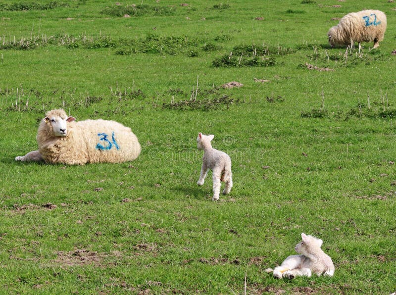 Grazing Lamb stock image. Image of frolic, sheep, nature - 39556087