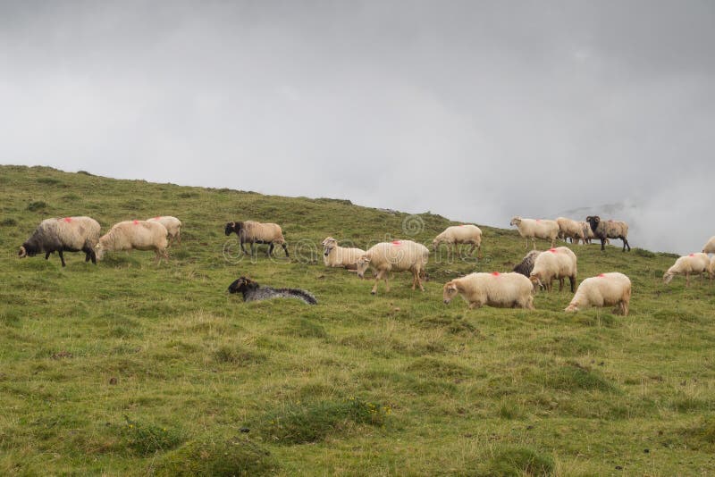 Grazing land with sheep 2 stock image. Image of flock - 64996535