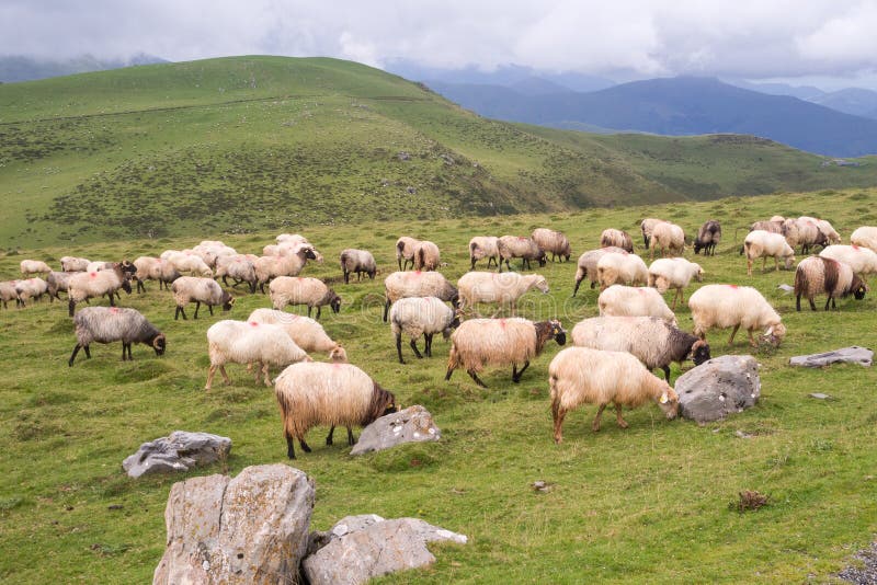Grazing land with sheep stock image. Image of rules, fleece - 64996581