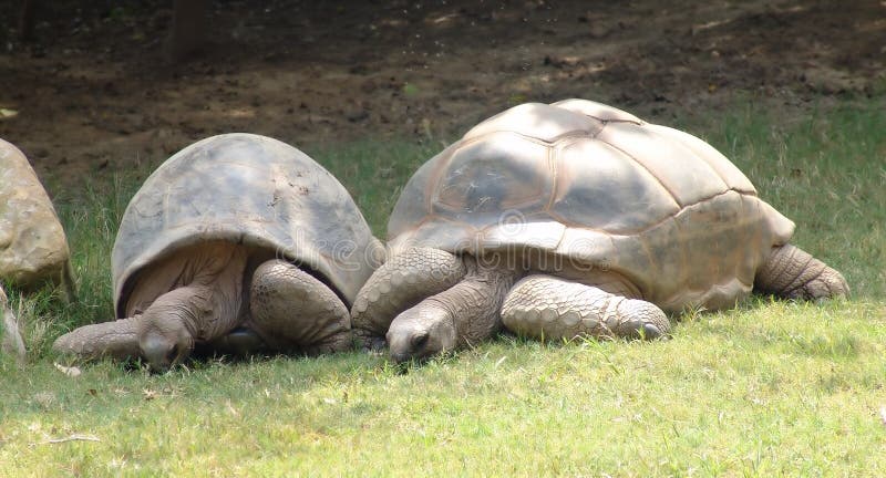 Grazing Land Tortoises stock image. Image of giant, grazing - 411089