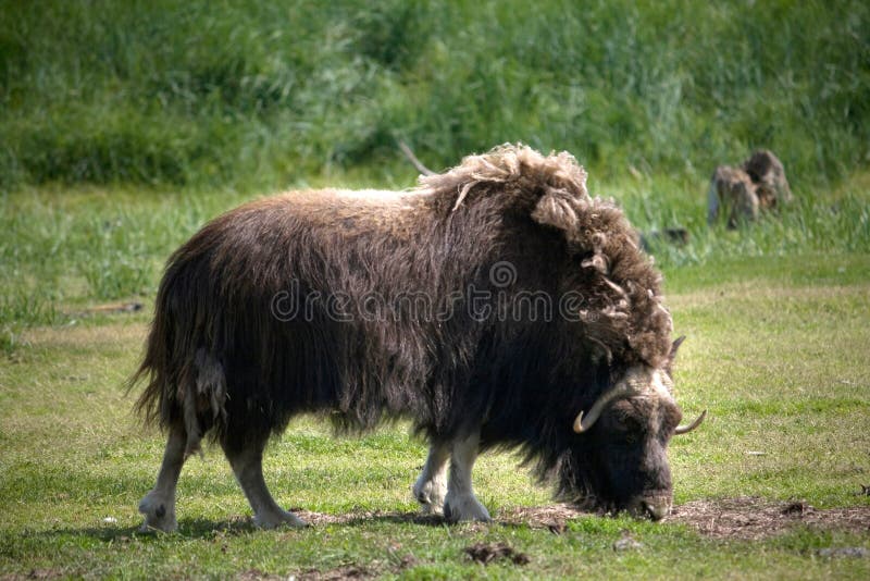 Giant musk ox stock image. Image of mammal, angry, outdoors - 12152303