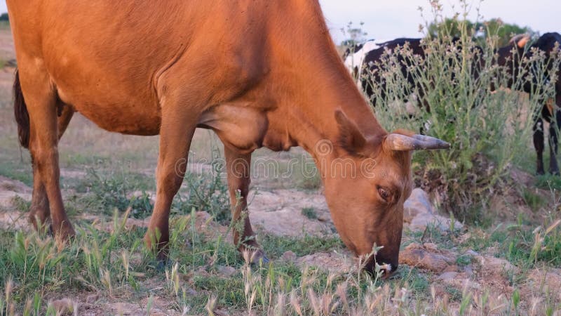 Grazing orange cow stock video. Video of bull, holstein - 249547611