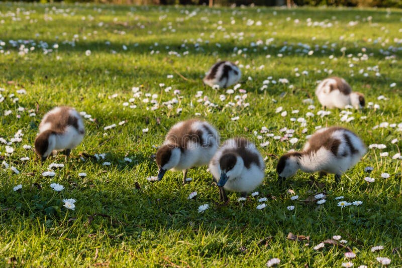 Grazing Paradise Shelduck Ducklings Stock Photo - Image of cute ...